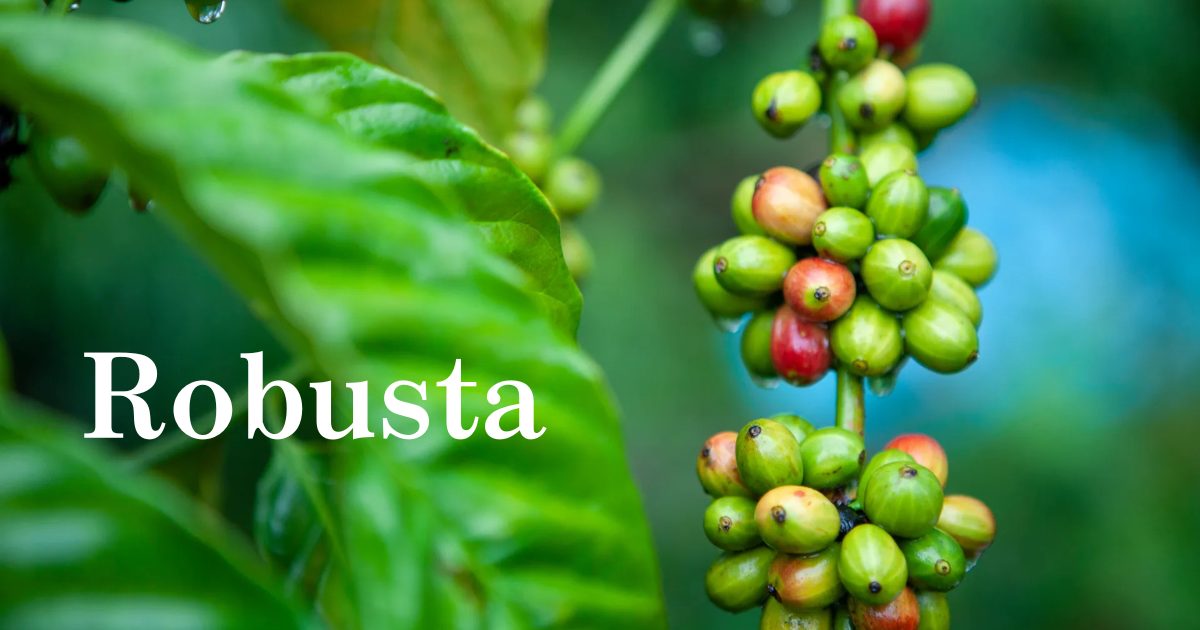 コーヒーのロブスタ種について：アラビカ種だけじゃないもう一つのコーヒー | CoffeeSwamp